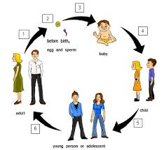 Life cycle of human being – BHEPS Library